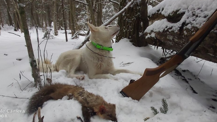 Злата нашла куницу