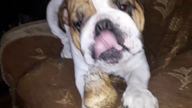 бульдог и косточка