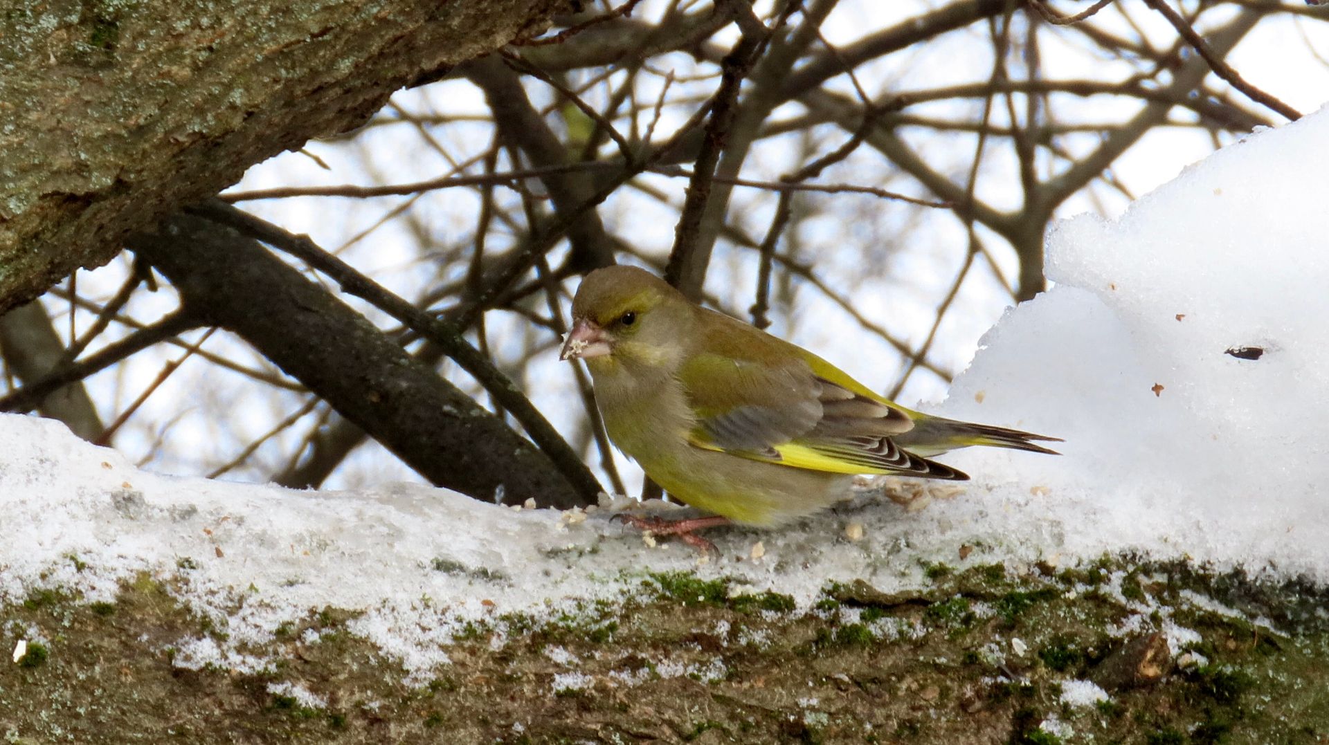 Зеленушки_#1, Крылатское, 15 февраля 2026
