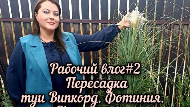 Осенний рабочий влог#2  Пересадки.Туя Випкорт. Фотиния. Кипарисовики Лавсона.