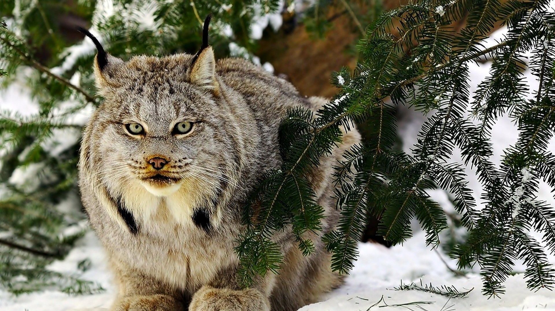Таежные истории   "ТАЙГА ЭТОГО НЕ ПРОСТИТ"