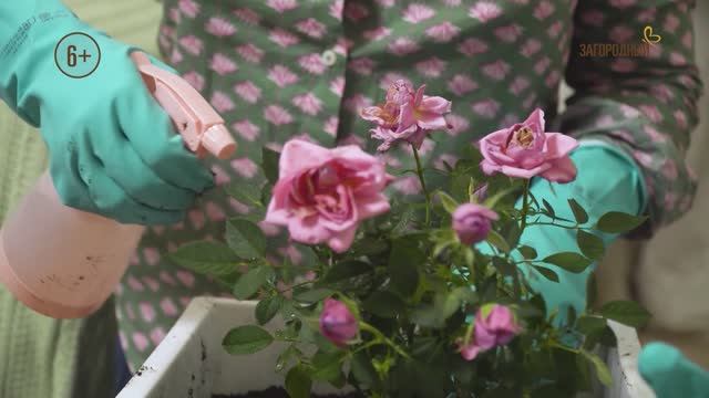 Звезда дома. Анонс. Канал Загородный