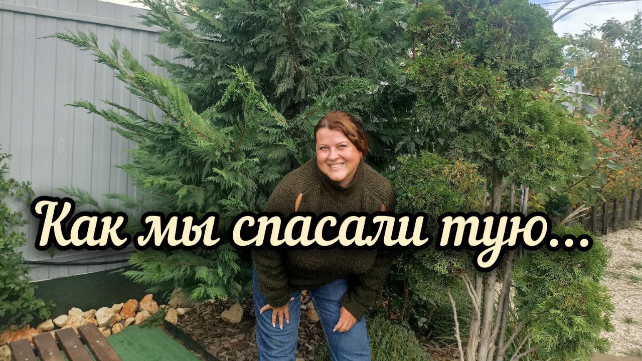 Почему хвойные сохнут_ Неотложные работы в саду.  (1)