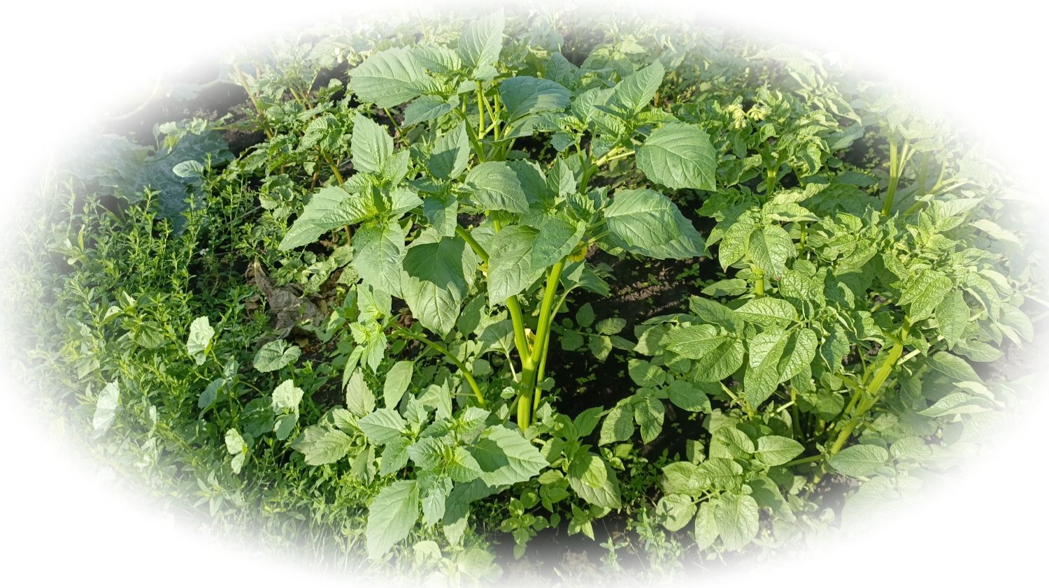 Физалис овощной стал сорняком  2025г.