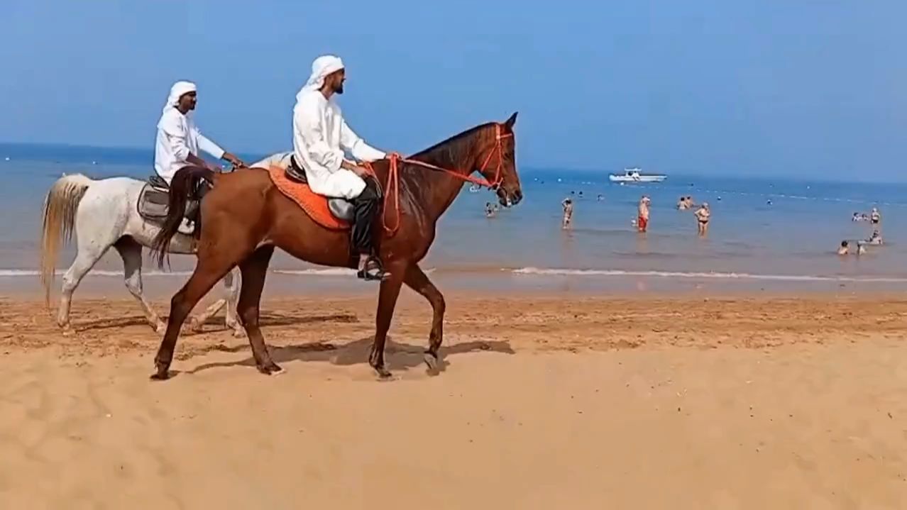 Прогулки на лошадях