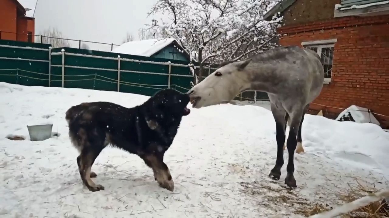 Кавказская овчарка и лошадь ссорятся