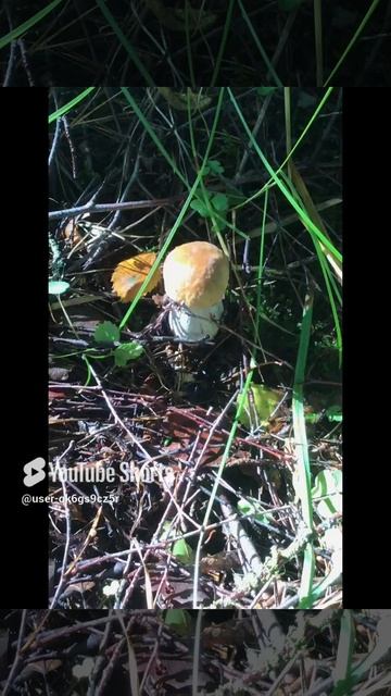 Ленинградская область. Хвойное. 17.08.2024. Грибы-белый