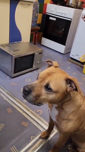 Гавкнем шепотом! ))