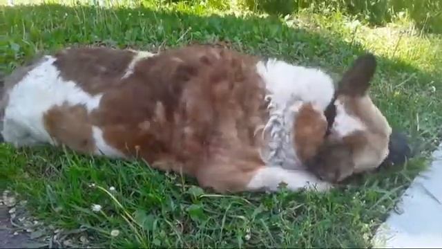 Потеряшка(((((🐕🐕🐕🐕🐕😢😢😢😢😢