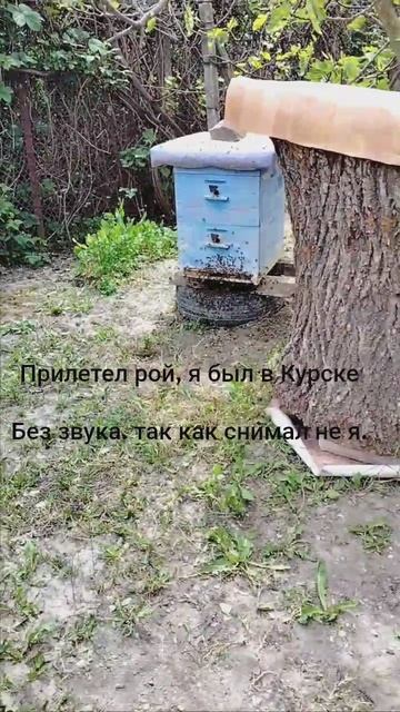 Поймал рой пчёл 🐝 в Крыму. 16 мая 25г. В том сезоне поймал три роя. Два в Приветном и один в Алуште