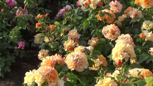 Солнце и розы. Музыка Сергея Чекалина. Sun and Roses. Music by Sergey Chekalin.