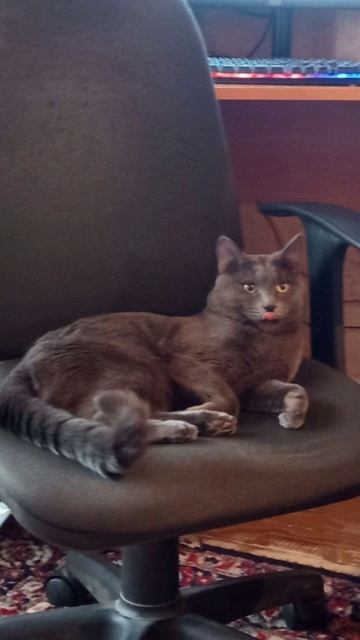 Кот Атос поздравляет с началом Масленицы! #shorts #котатос #масленица #животные #атос