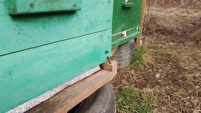 Зимовка пчёл 🐝 в Крыму идёт хорошо. Приветное - Ускут. Температура +15. 16 февраля 2026 года.🌸🌺🌻