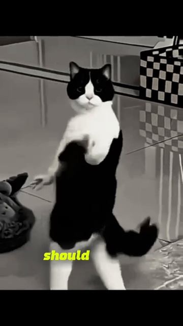 танцует кот