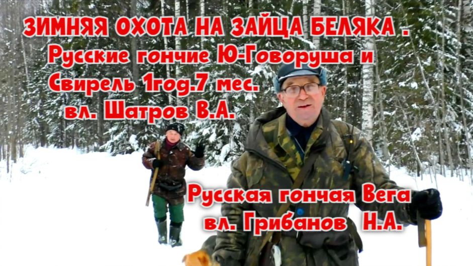 ЗИМНЯЯ ОХОТА НА ЗАЙЦА БЕЛЯКА, ч. Говоруша и Свирель 1г. 7 мес. вл. Шатров В.А.#охота #топ #hunting