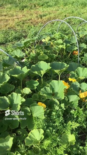 Ленобласть. Хвойное. 17.08.2024. Дача. Тыква растет не по дням, а по часам