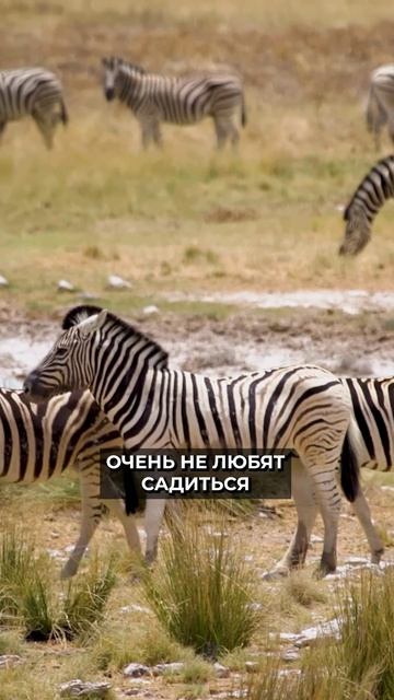 🤔 Зачем зебрам полоски