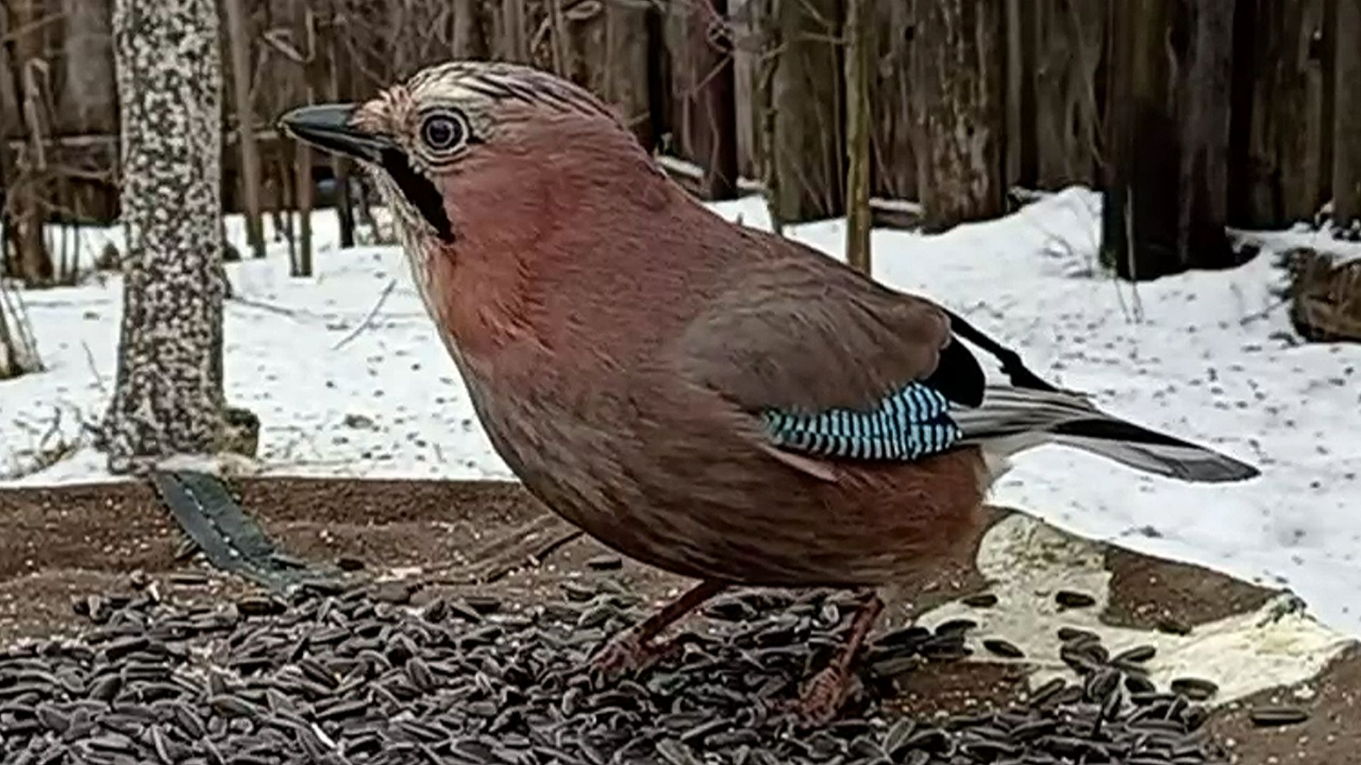 ВидеоОхота на Птиц