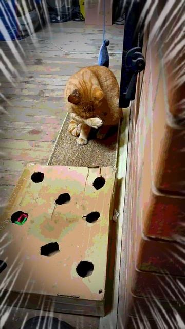 Поздравление с днем рождения от кота