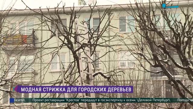 Сезонная стрижка для городских деревьев