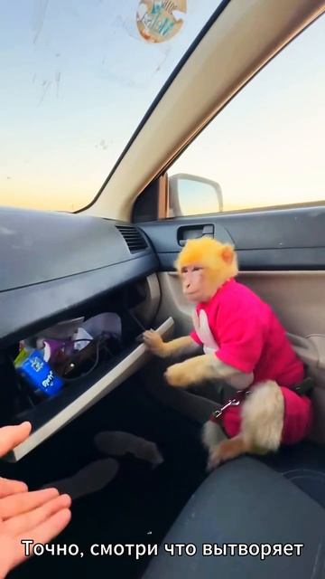 Веселая дорога