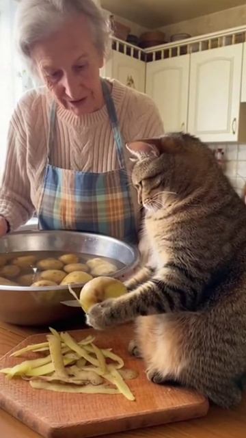 Котик помогатор