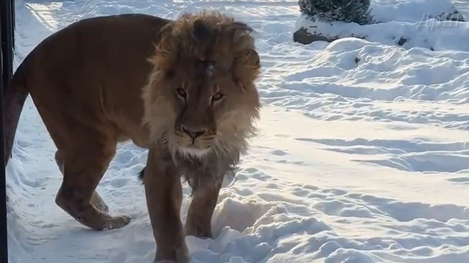 Ну как прекрасен наш Шерхан. Стихи от Ольги.