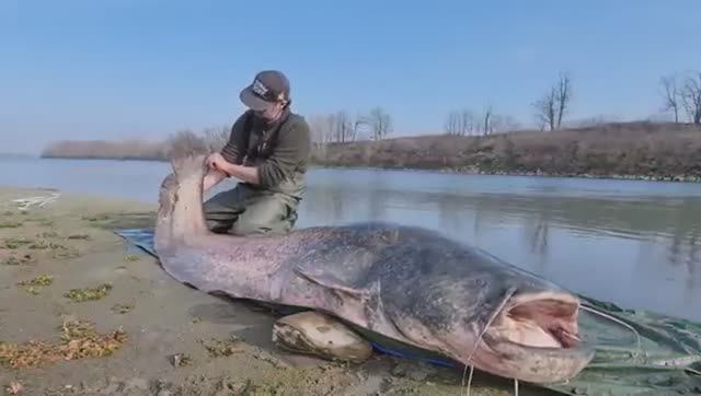 НЕВЕРОЯТНЫЕ СЛУЧАИ НА РЫБАЛКЕ, СНЯТЫЕ НА КАМЕРУ