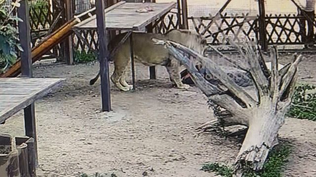 Из Архива. лето 2025. Азартный футболист. Разминка с красным мячом