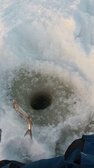 Плотва на озере! Рыбалка в глухозимье! Выдео уже на канале! 2026!