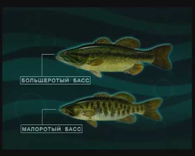 Как отличить Малоротого баса — Micropterus dolomieu от Большеротого баса — Micropterus salmoides ?
