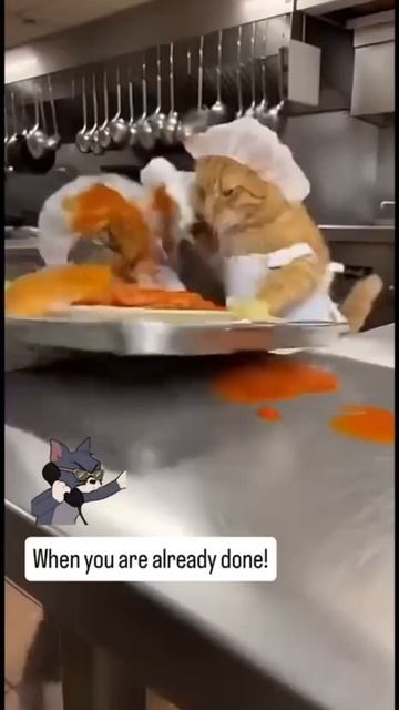 2 скандал в котокафе из-за чистоты