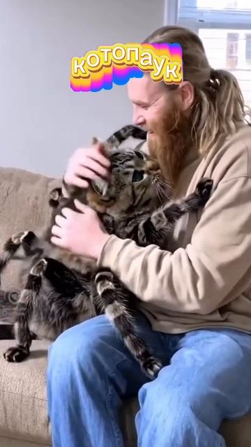 котопаук (вы боитесь пауков?)