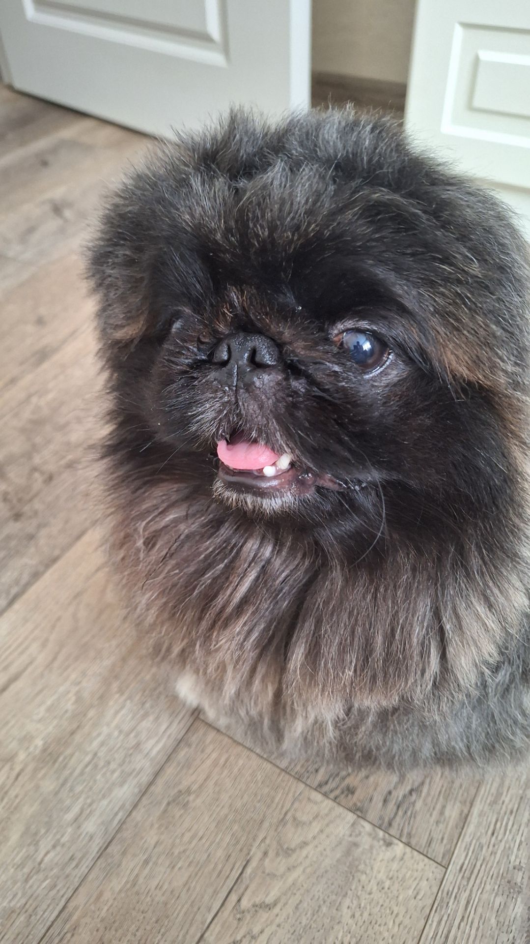 Пекинес Дендик игра с тапком