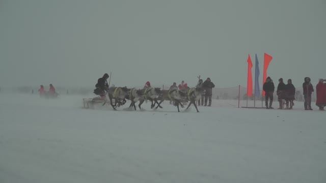 ХХХ Открытые соревнования оленеводов на Кубок губернатора Ямала день второй
