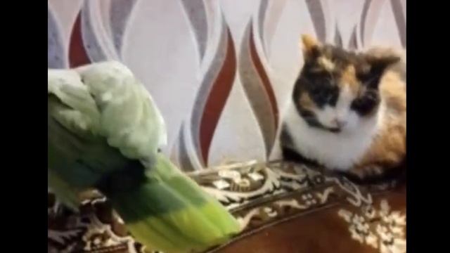 Амазонский попугай великий и ужастный🦜🫣🤣