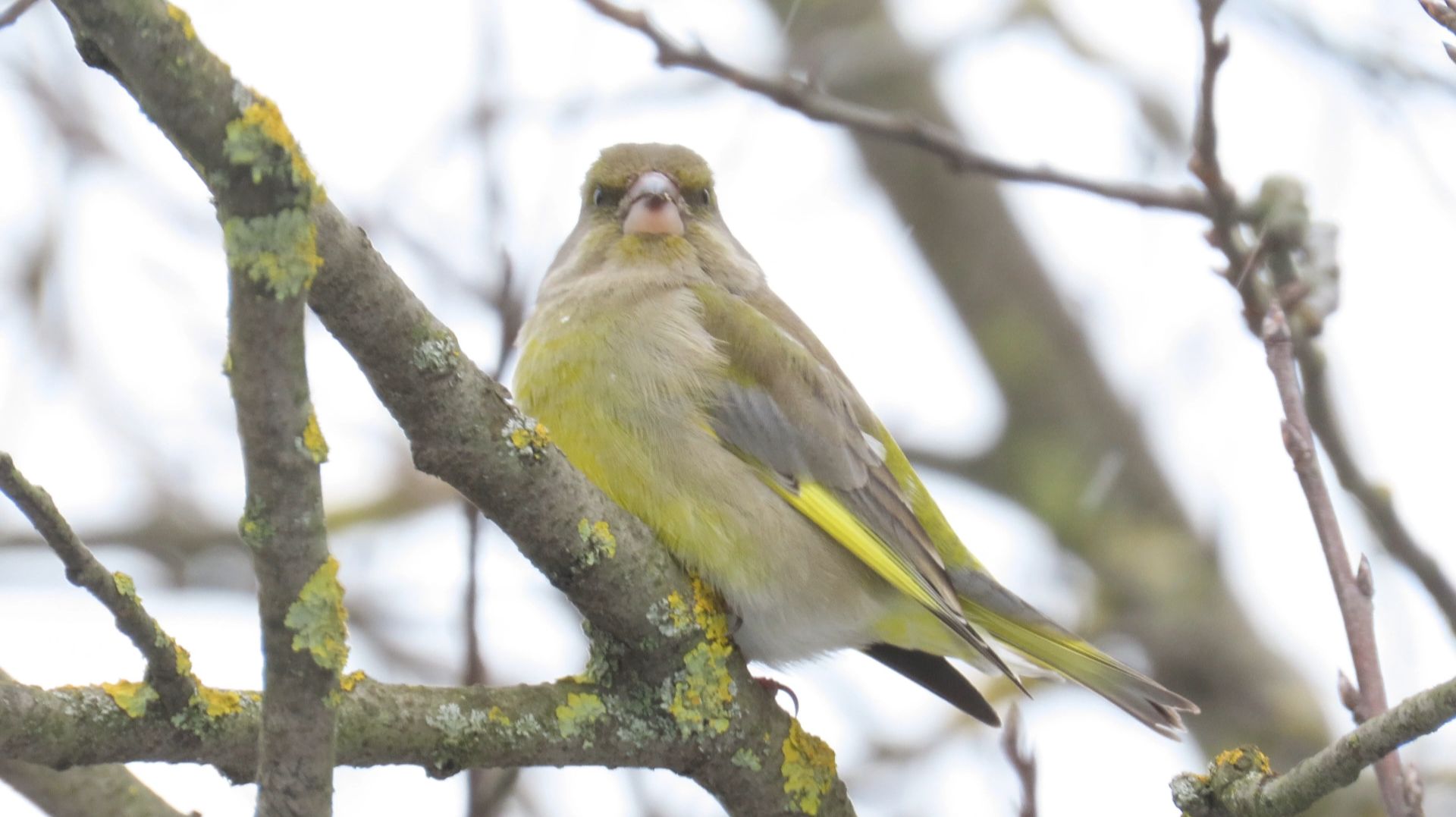 Зеленушки_#2, Крылатское, 15 февраля 2026