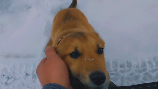 Буся-собачка из приюта!