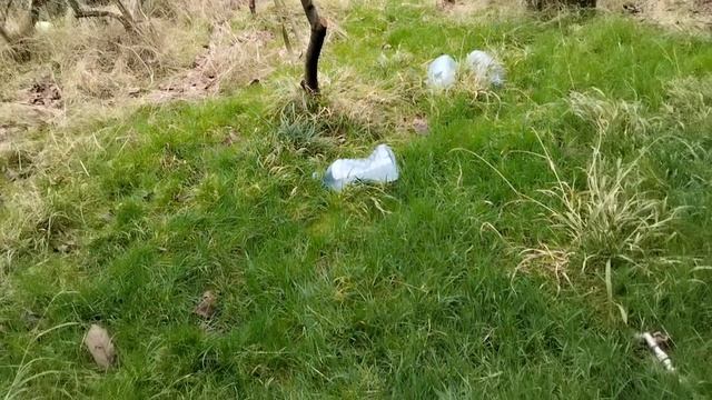 Сад в Сочи 16.02.26