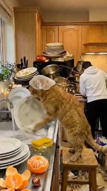 мне бы такова кота 😽