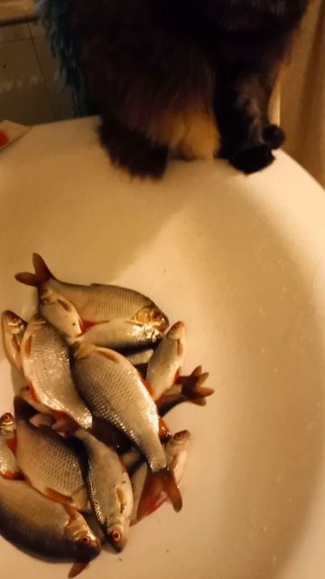 Открытие сезона ловли на поплавочку 2026.