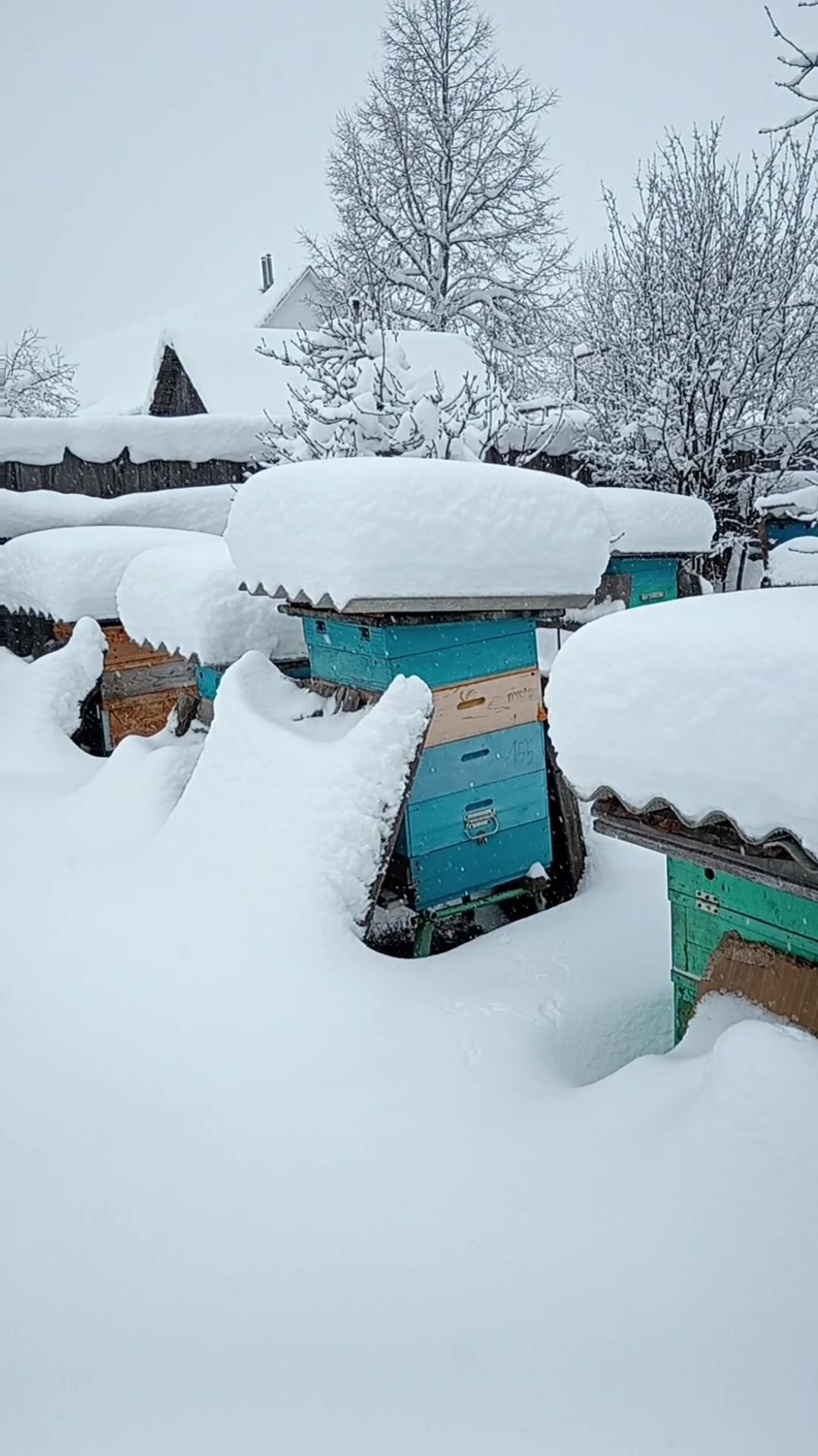 Зима на Пасеке-(2026)