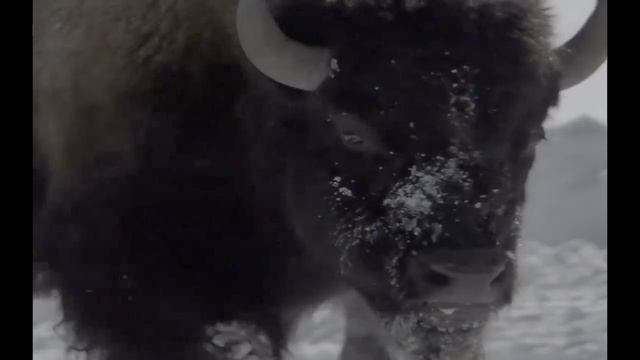 «Закон дикой природы: волки против могучих бизонов HDR»