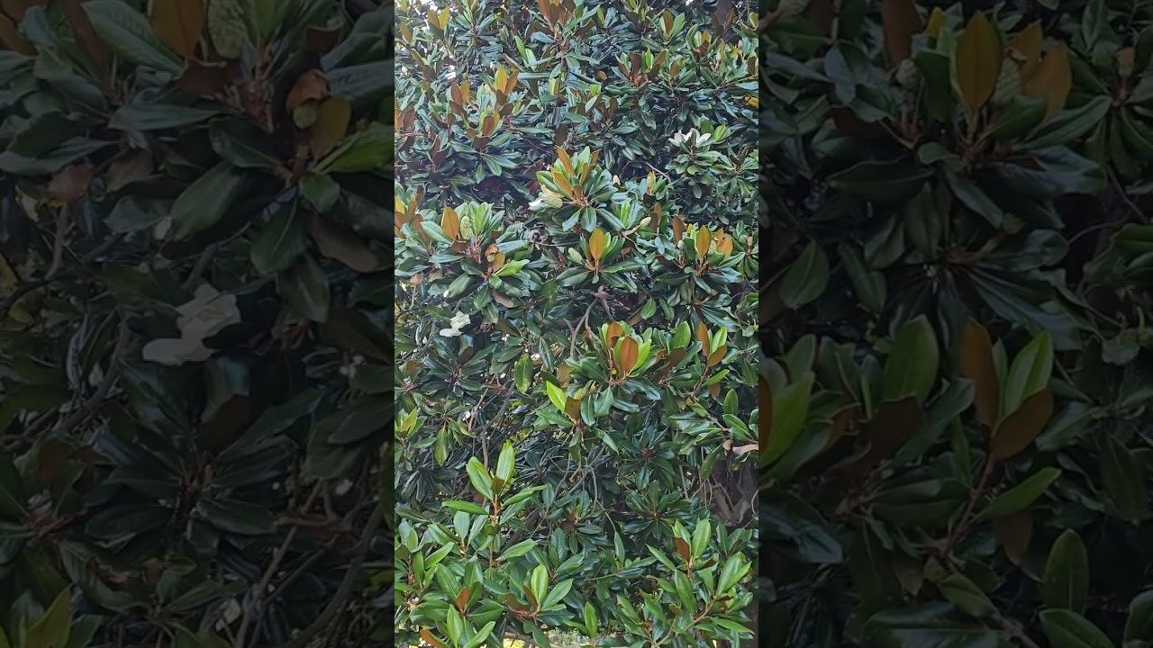 В парке Смецкого