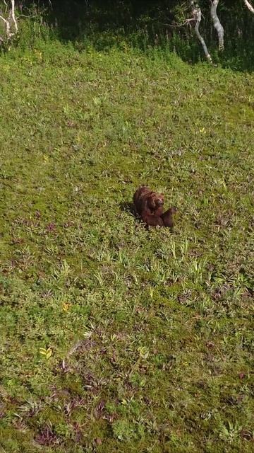 Медведи на Камчатке