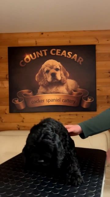 Сынок Ники и Гучи, Арнольд