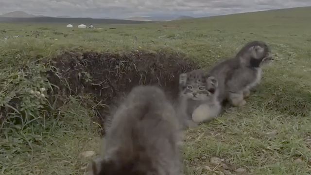 Манулы: жизнь за кадром — семья в объективе камеры HDR