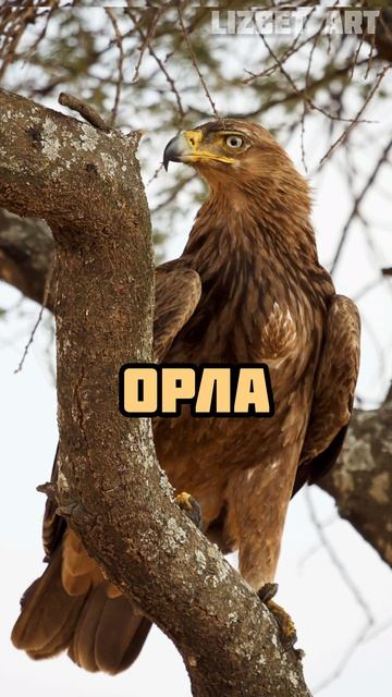 Рисую несуществующее животное🦌+🦅=❓(ч.124) #tiktok #shorts #art #gouach