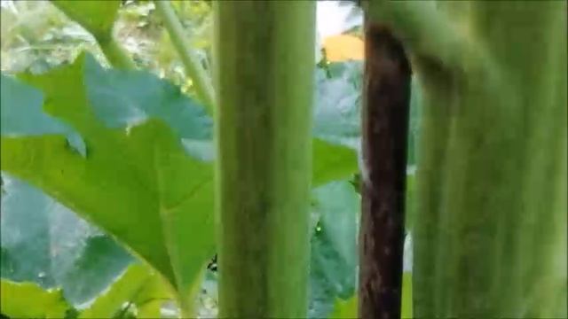 ЭЛЕКТРОГРЯДКА овощи на электричестве.