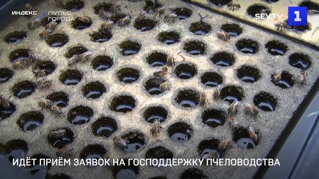 Идёт приём заявок на господдержку пчеловодства